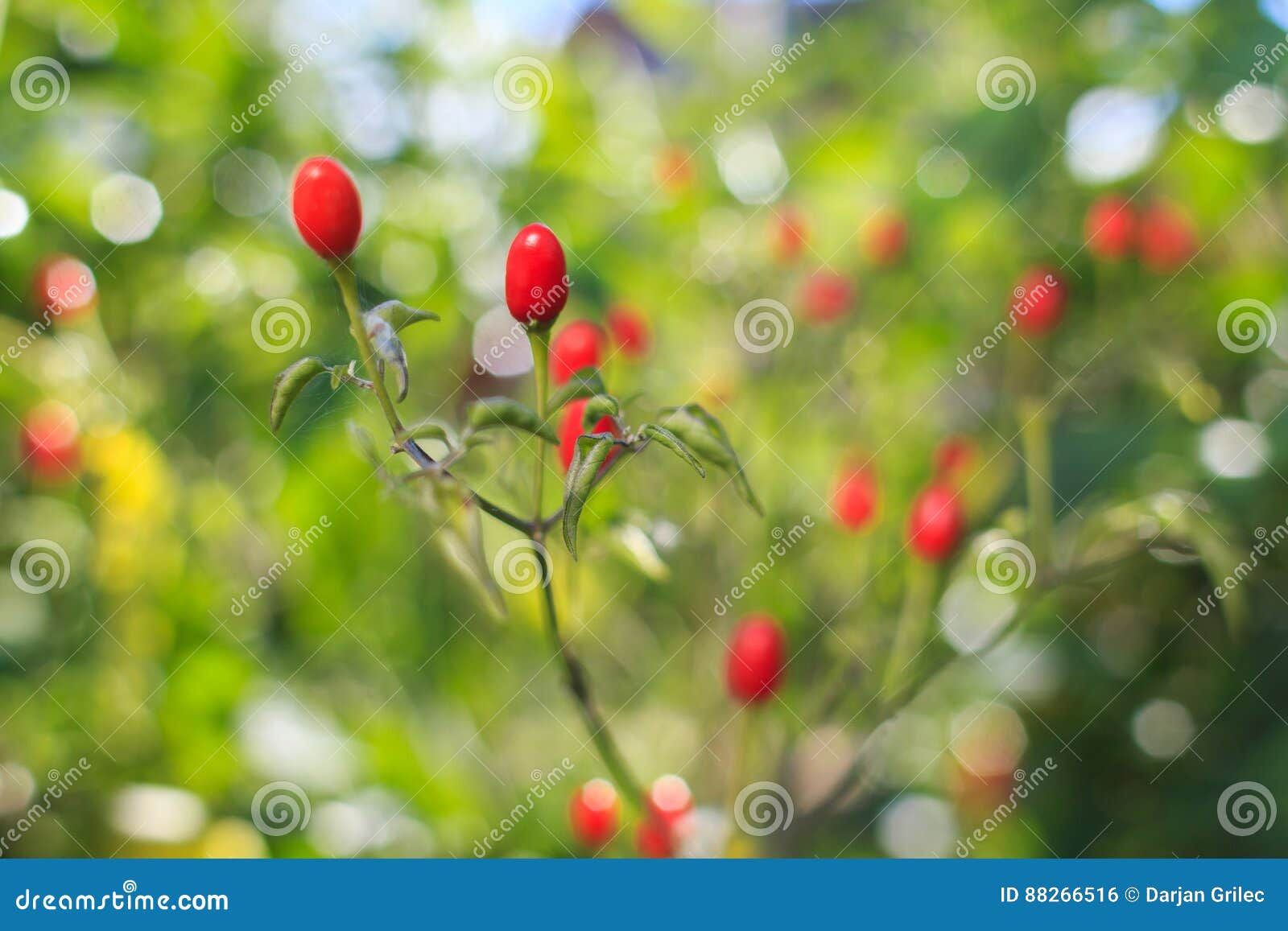 Pequin chili peppers stock photo. Image of growing, pequin - 88266516