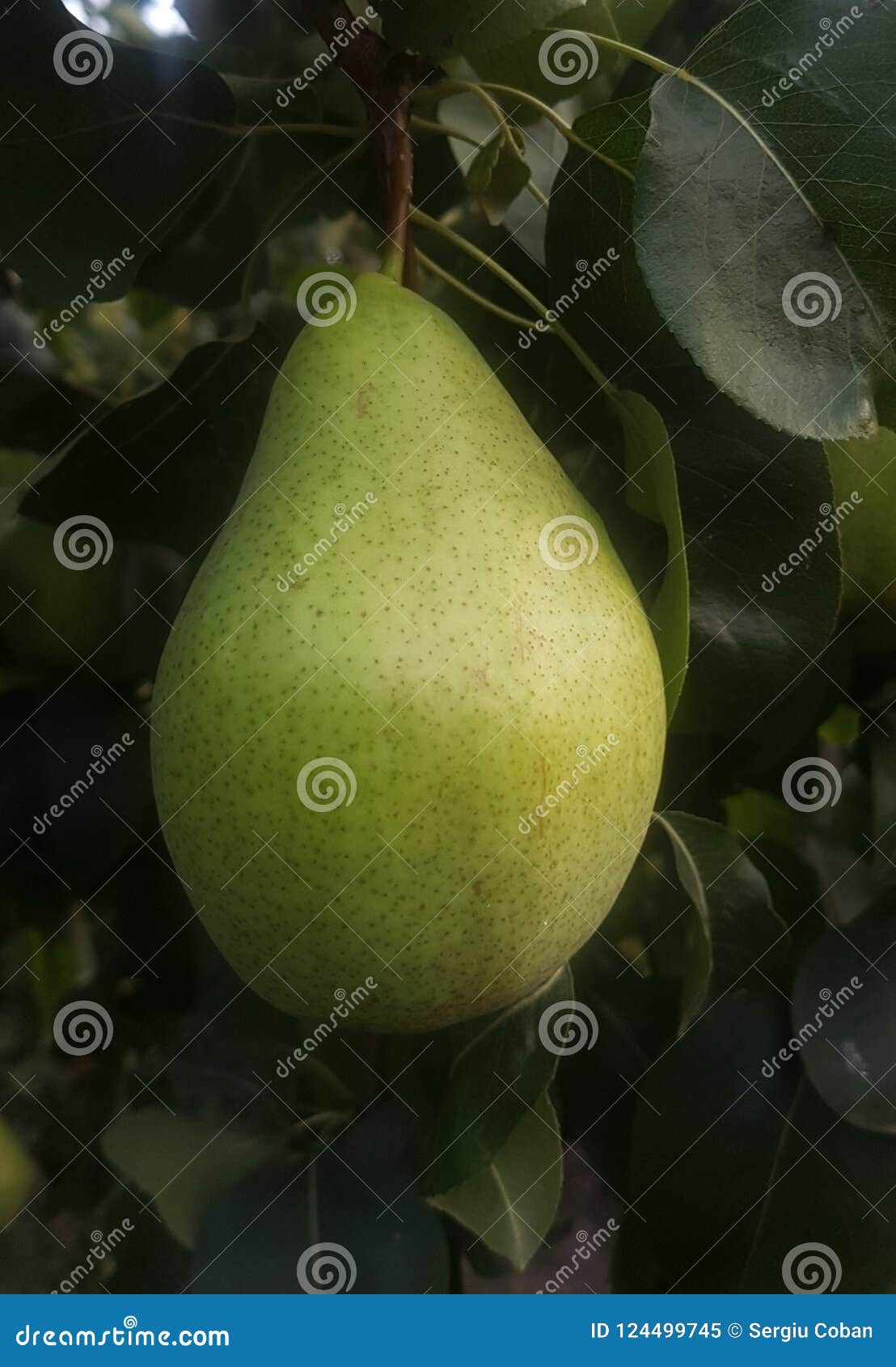 Pera imagen de archivo. Imagen de pera, nuestro - 124499745