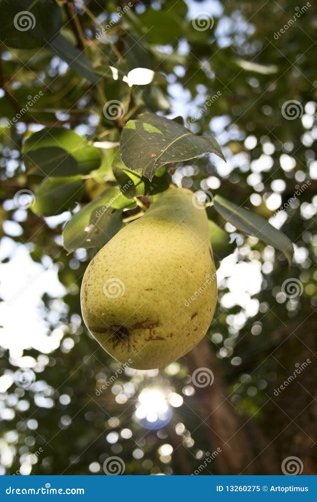 Pera immagine stock. Immagine di giallo, pera, albero - 13260275