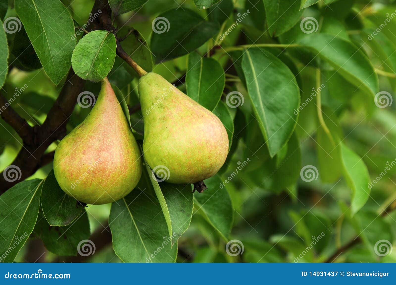 Pera imagen de archivo. Imagen de cubo, alimento, salud - 14931437