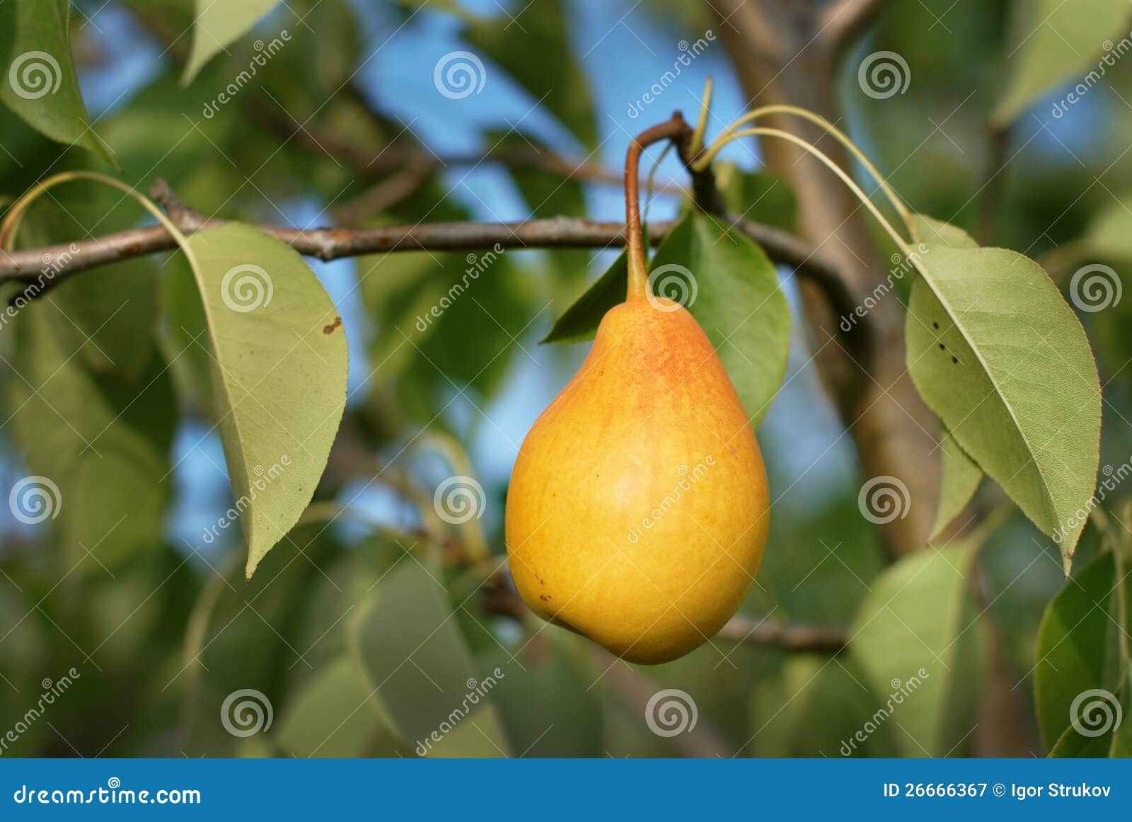 Pera immagine stock. Immagine di maturo, fresco, giardino - 26666367