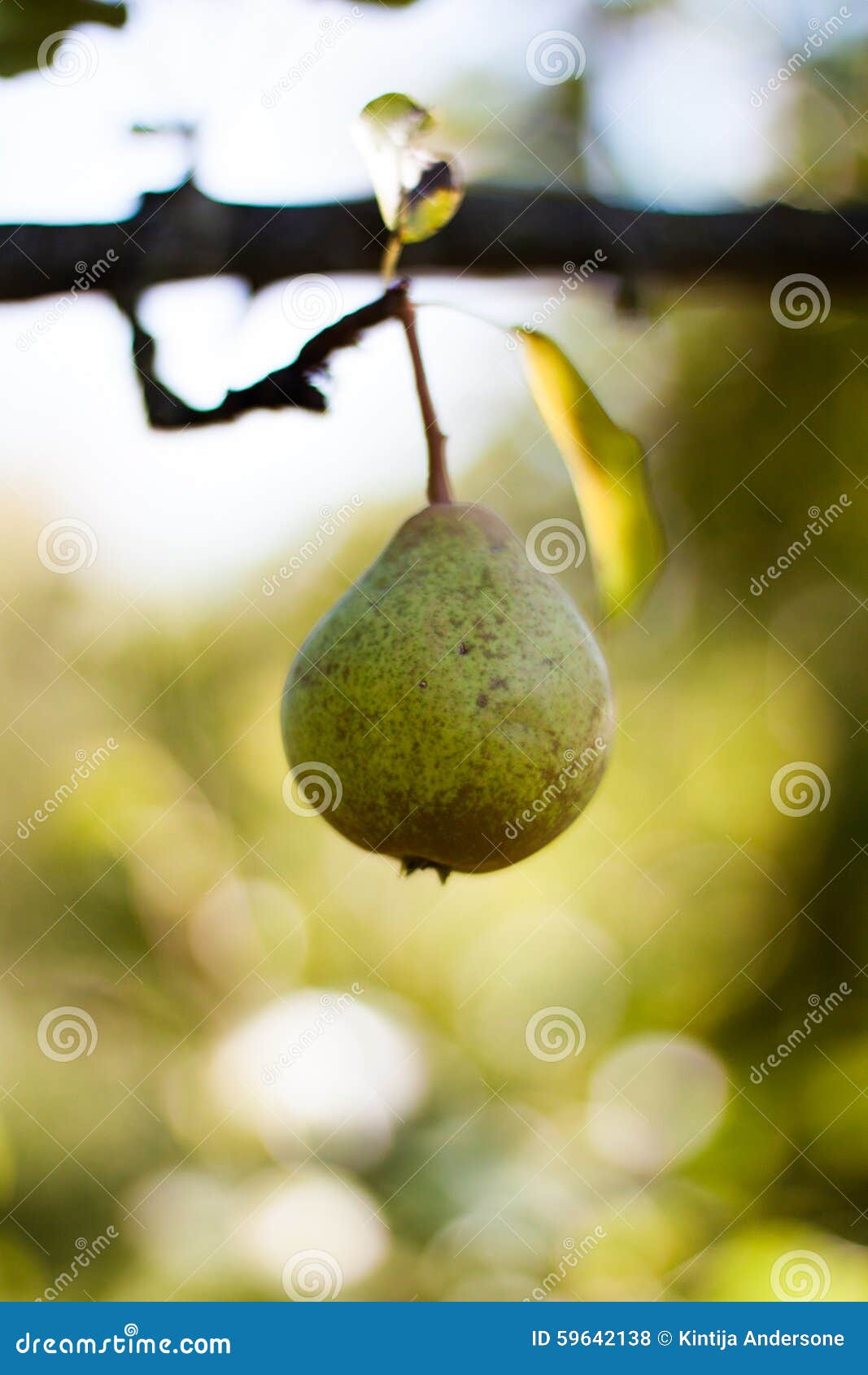 Pera foto de archivo. Imagen de pera, septiembre, tarde - 59642138