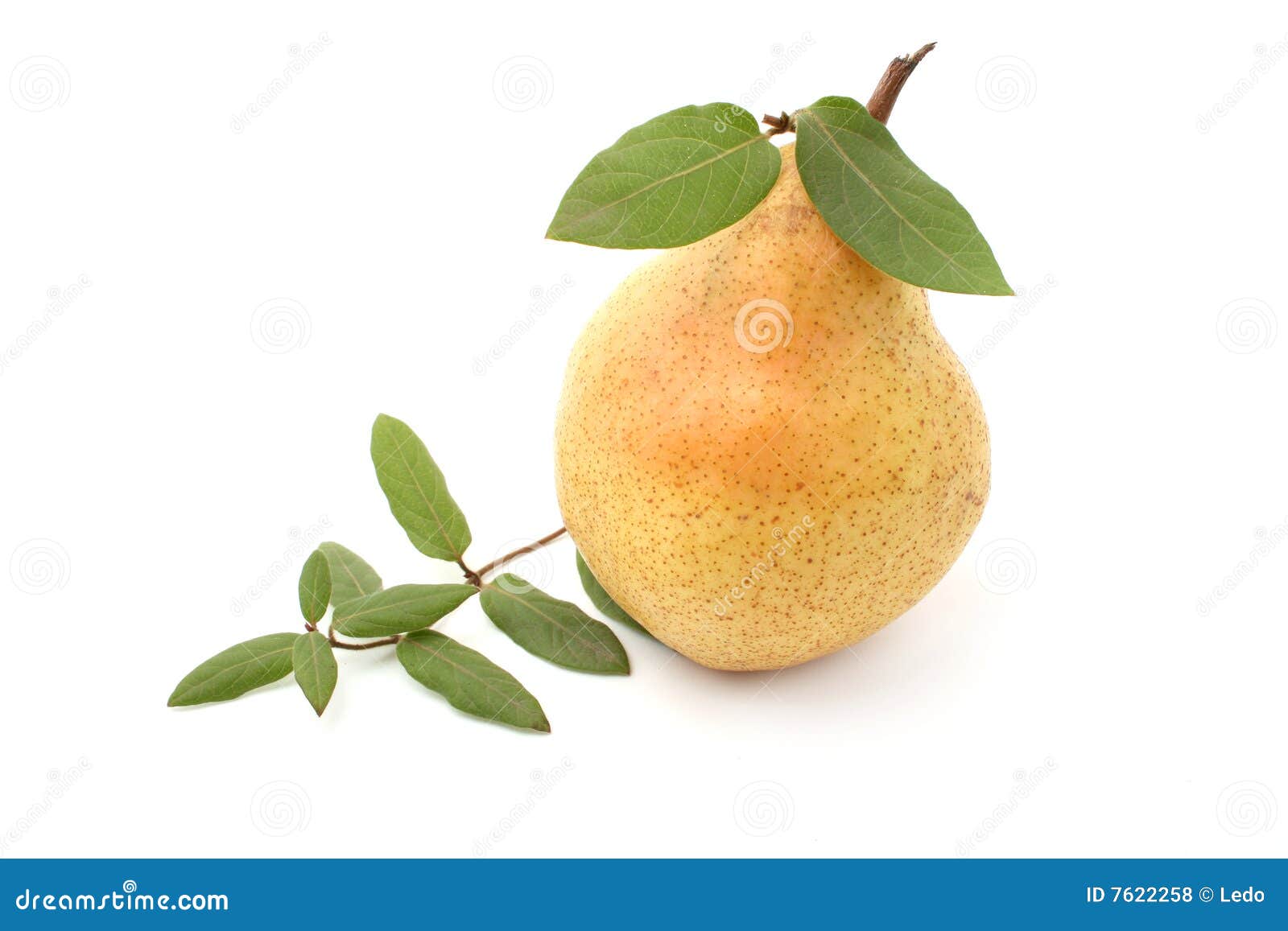 Pera fotografia stock. Immagine di foglio, fogliame, sugoso - 7622258