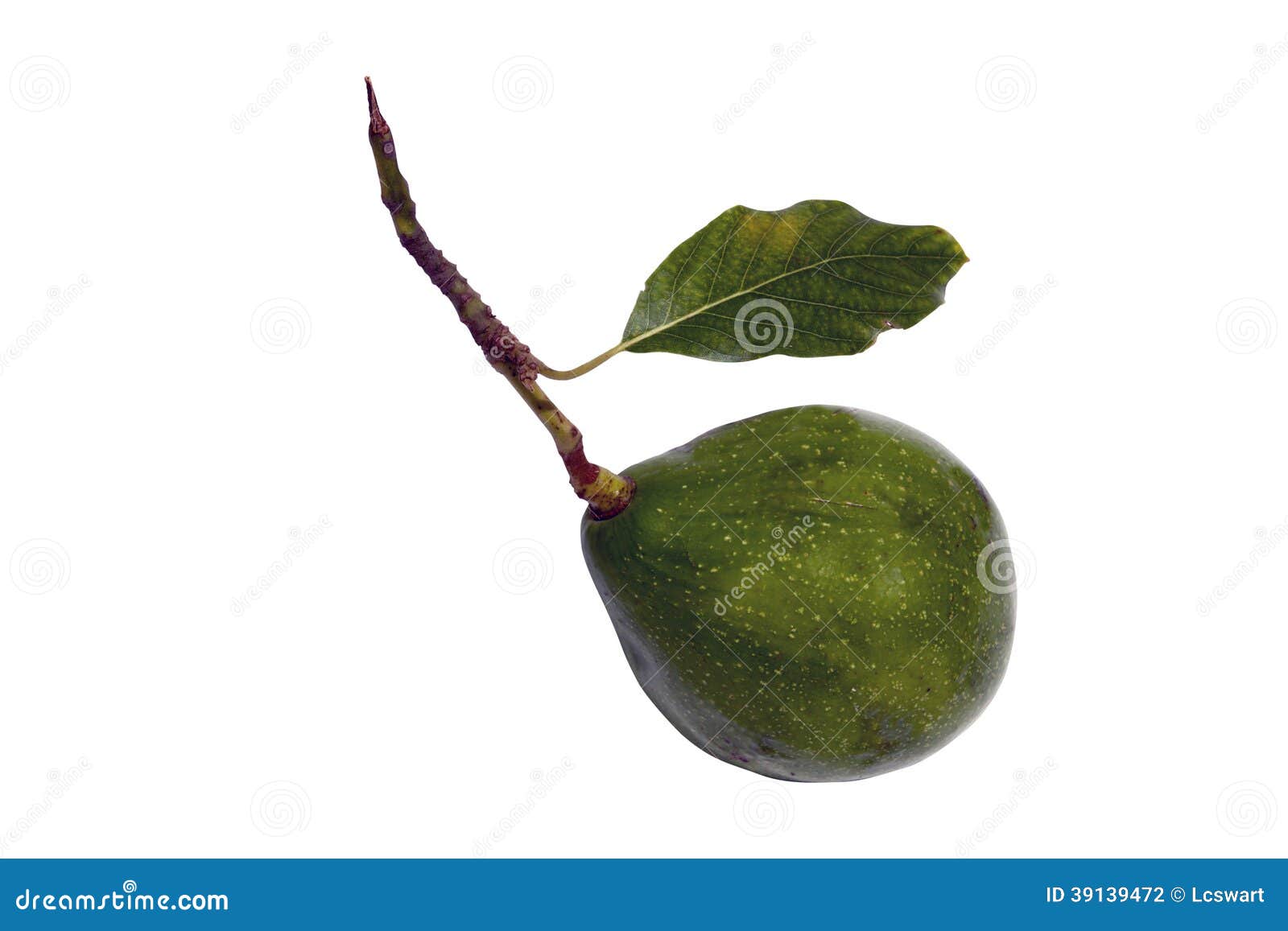 Pera De Abacate Verde Com Haste E Folha Unida Foto de Stock - Imagem de ...