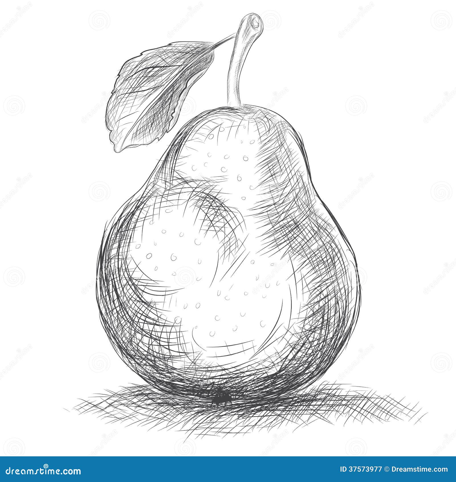 Pera del dibujo de la mano stock de ilustración. Ilustración de fine ...