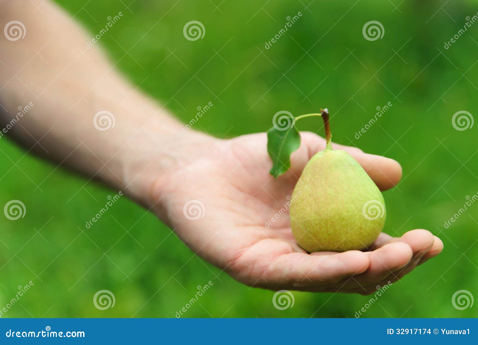 Pera a disposición foto de archivo. Imagen de pera, lifestyle - 32917174