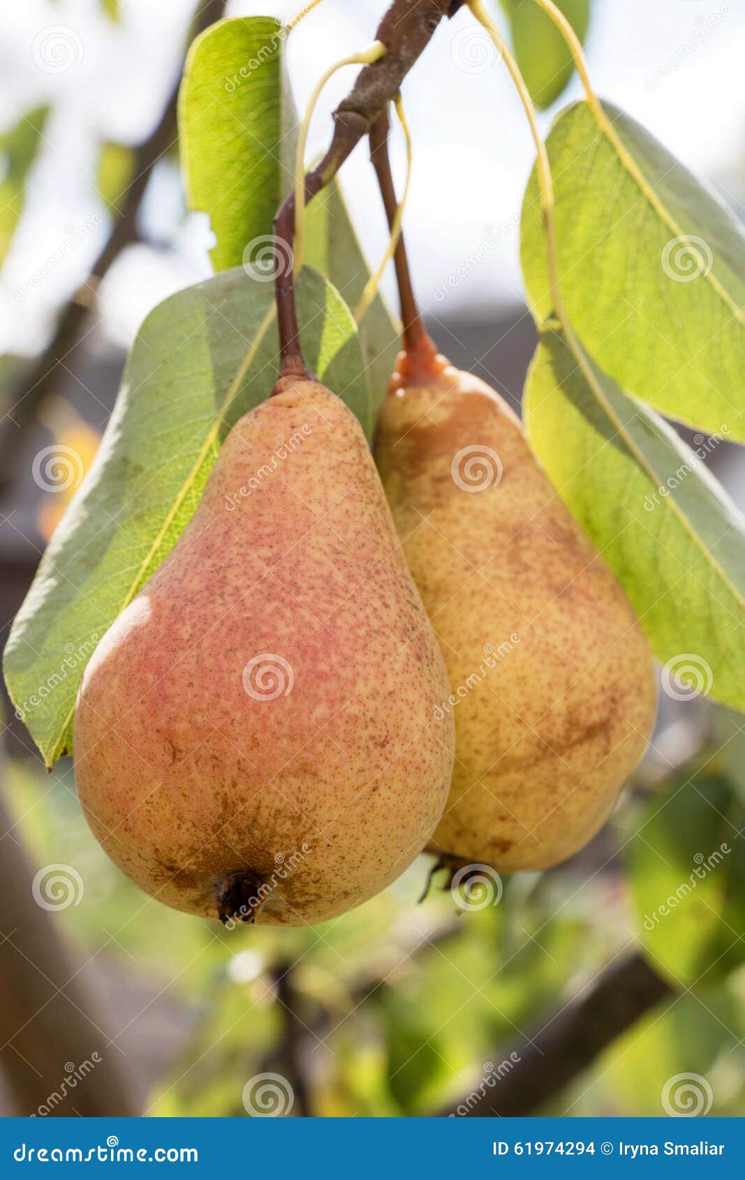 Pera dulce en un árbol foto de archivo. Imagen de dulce - 61974294
