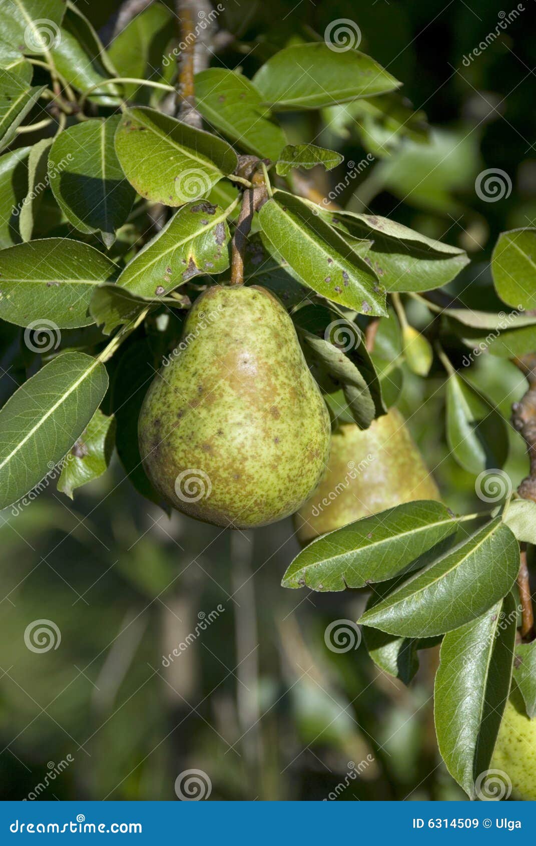 Pera en un árbol imagen de archivo. Imagen de cubo, salud - 6314509