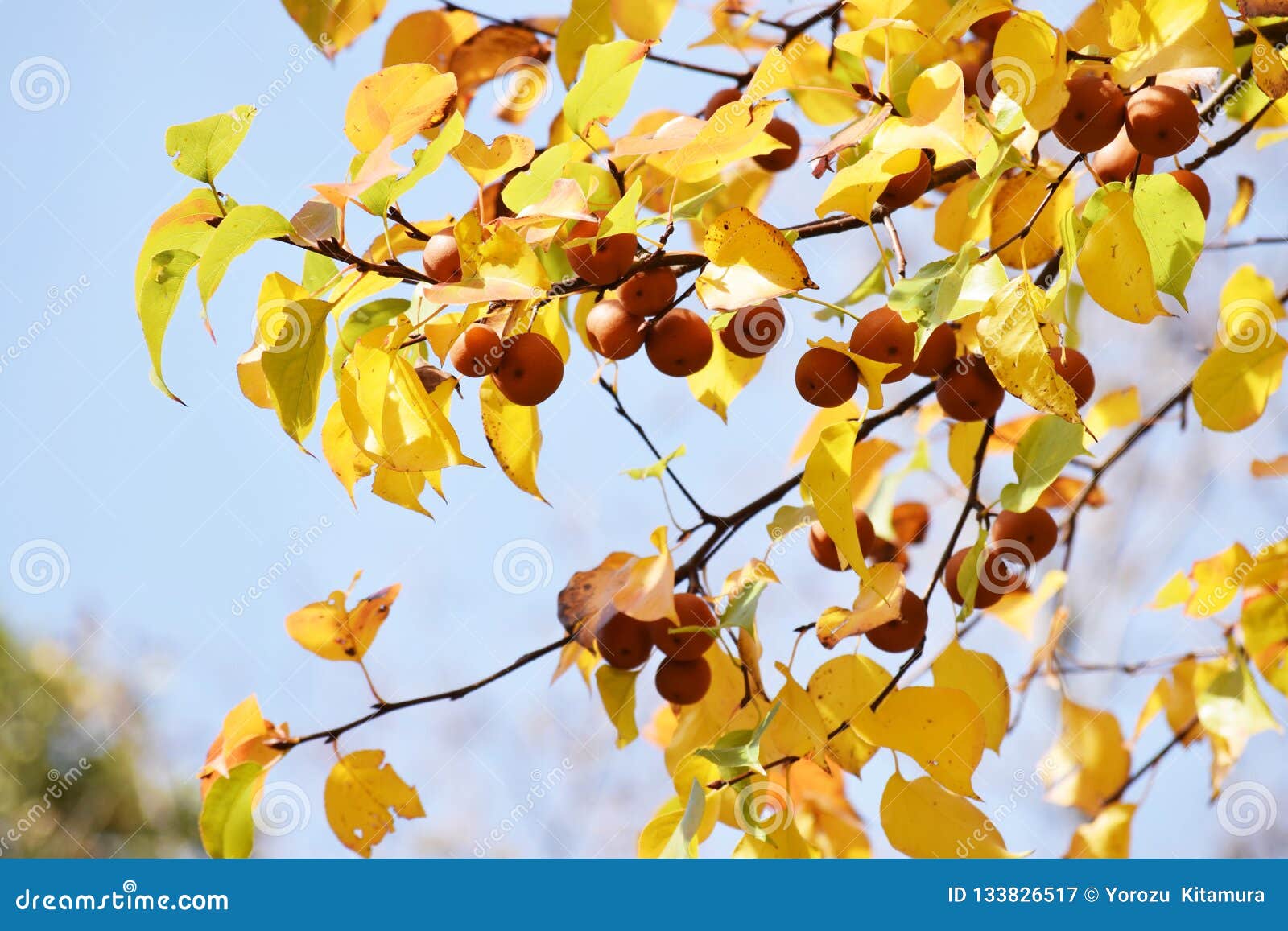 Pera japonesa salvaje imagen de archivo. Imagen de sano - 133826517