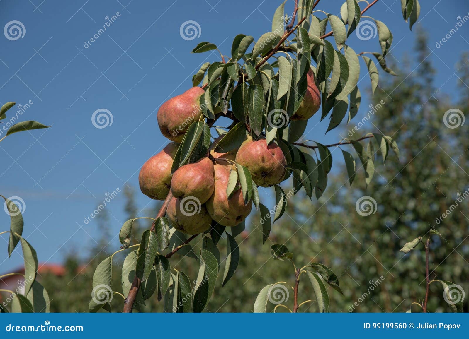 Pera Rossa Che Cresce Su Un Albero Nel Frutteto Fotografia Stock ...