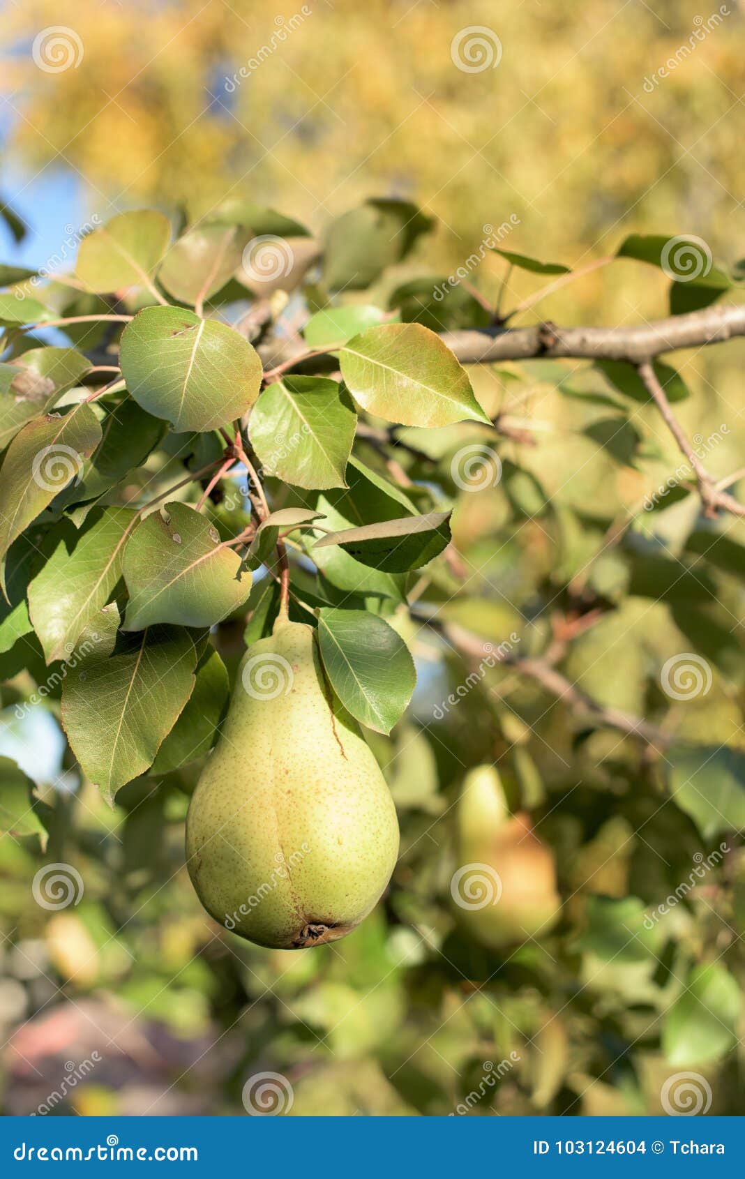 Pera su un albero fotografia stock. Immagine di colore - 103124604