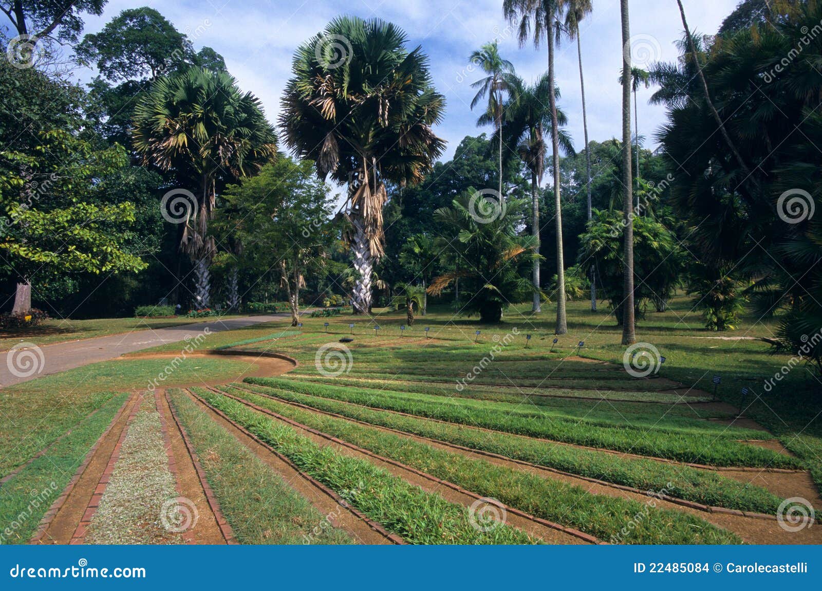 Peradeniya Botanical Garden, Kandy Stock Photo - Image of ceylon ...