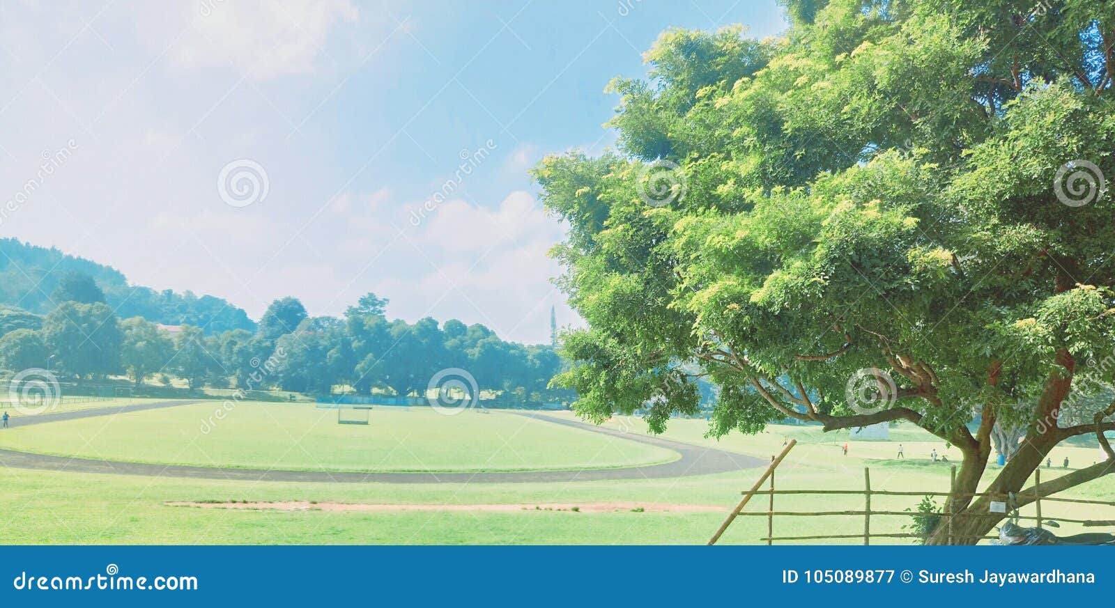 Peradeniya University Ground Stock Image - Image of sansitive, ground ...