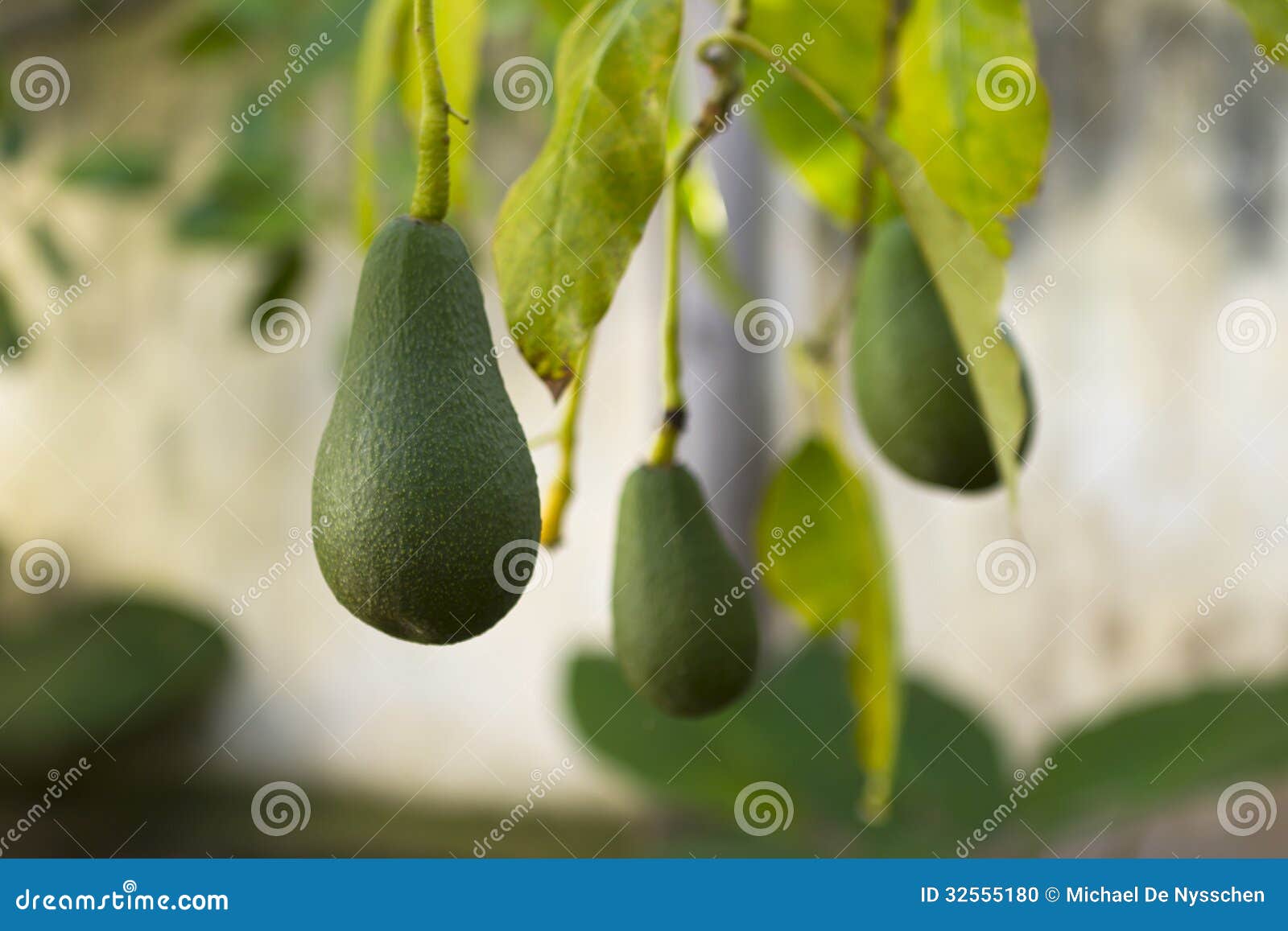 Peras De Abacate Orgânicas Na árvore Foto de Stock - Imagem de naughty ...