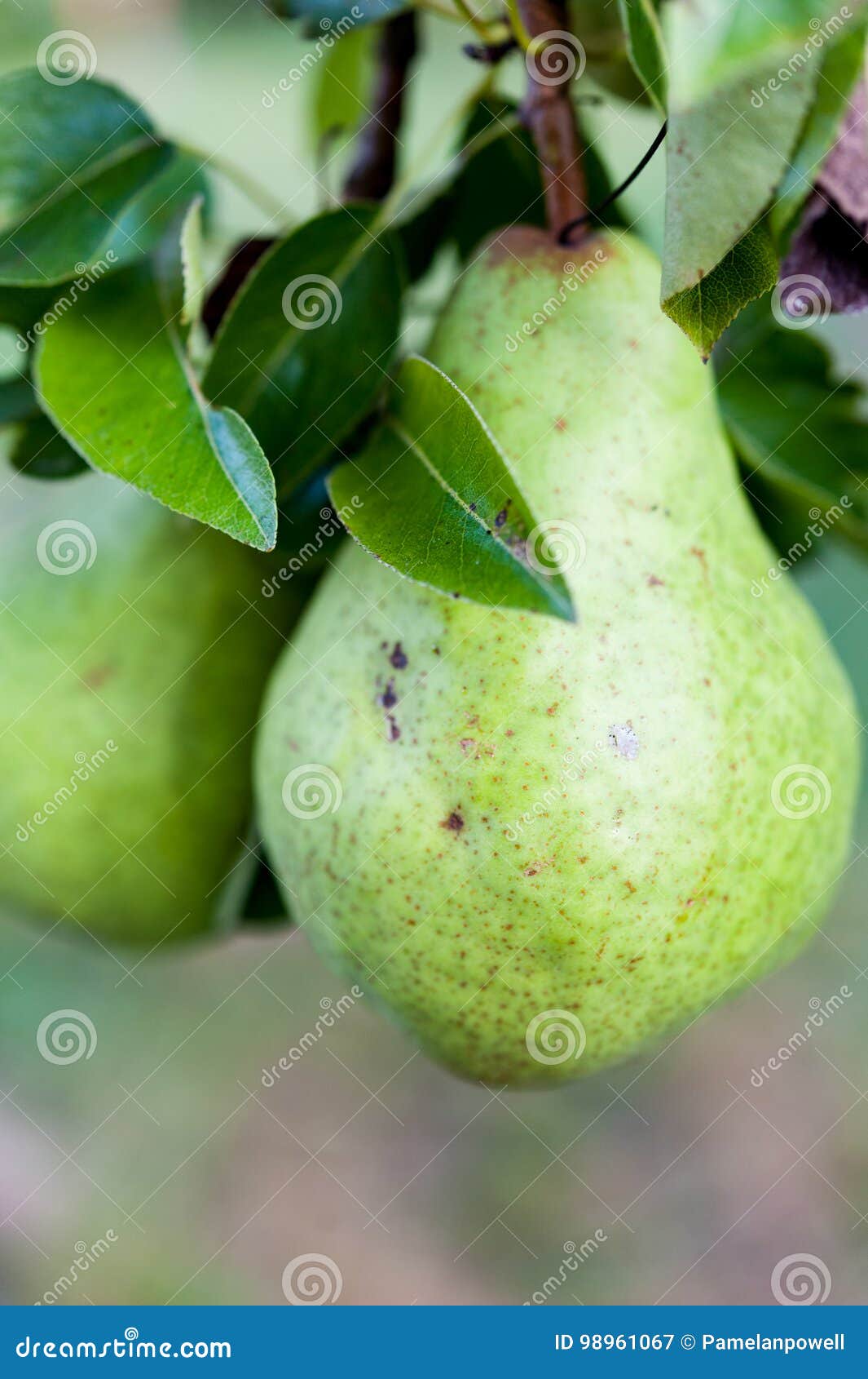 Peras De Bartlett Verdes O Peras De Williams Que Crecen En Peral Imagen ...