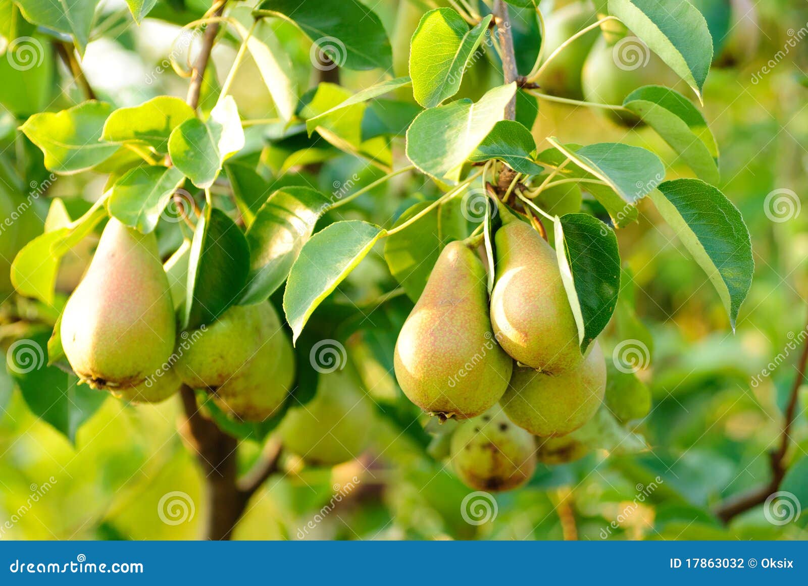 Peras en árbol foto de archivo. Imagen de tarde, imagen - 17863032
