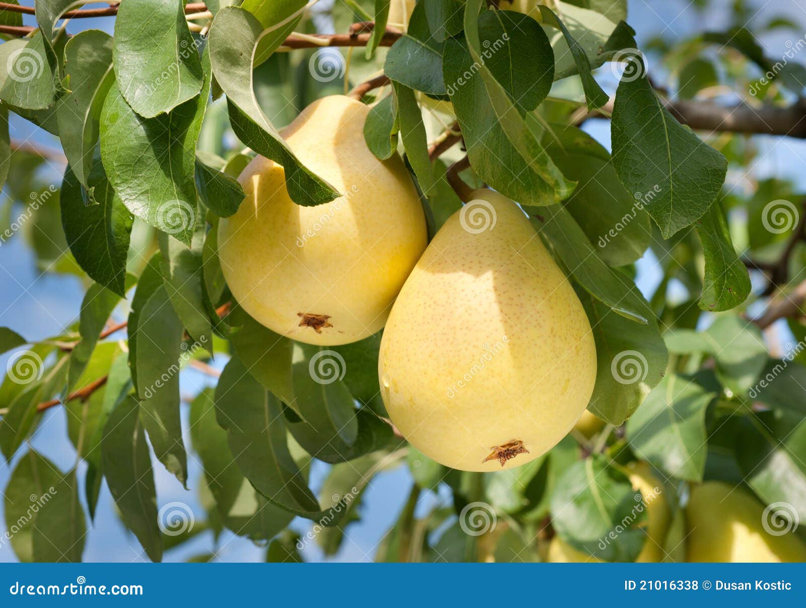 Peras en árbol foto de archivo. Imagen de nadie, inferior - 21016338