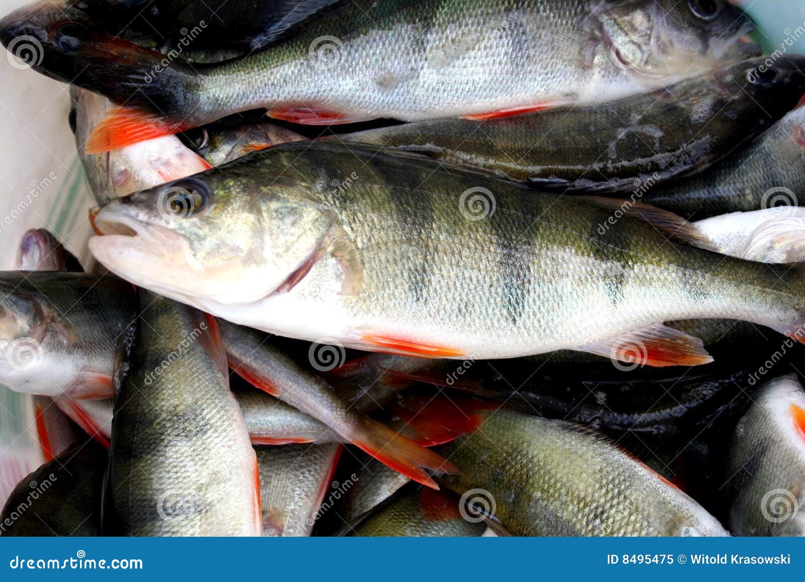 Percas imagen de archivo. Imagen de perca, divertido, coldblooded - 8495475