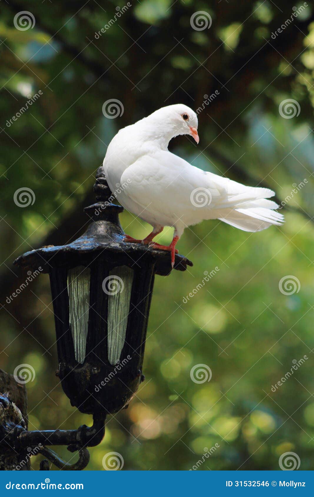 Percas De La Paloma Del Blanco En La Linterna Foto de archivo - Imagen ...