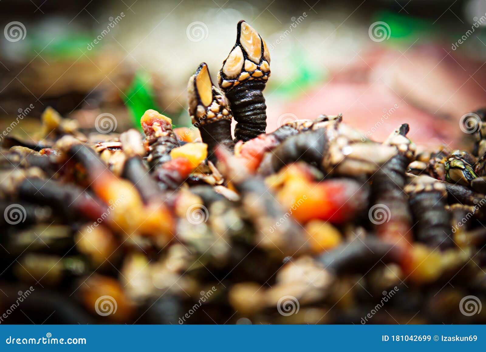 Percebes Barnacles Fresh Isolated , Galicia , Spain Stock Image - Image ...