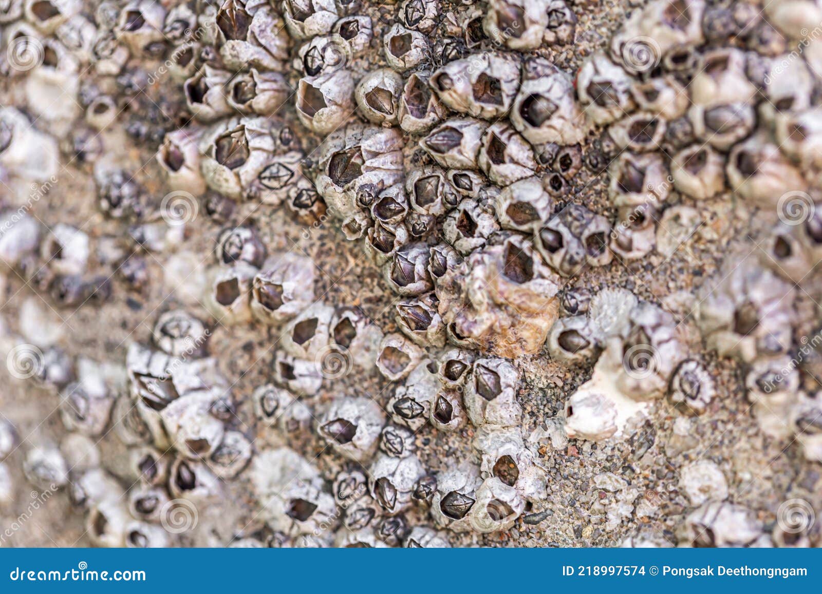 Percebes en la piedra foto de archivo. Imagen de macro - 218997574