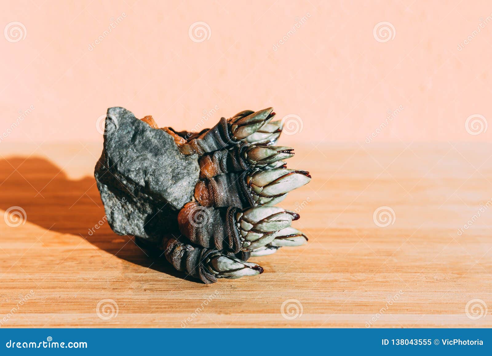 Percebes or Goose Barnacles or Gooseneck Barnacles Shell Fish Seafood ...