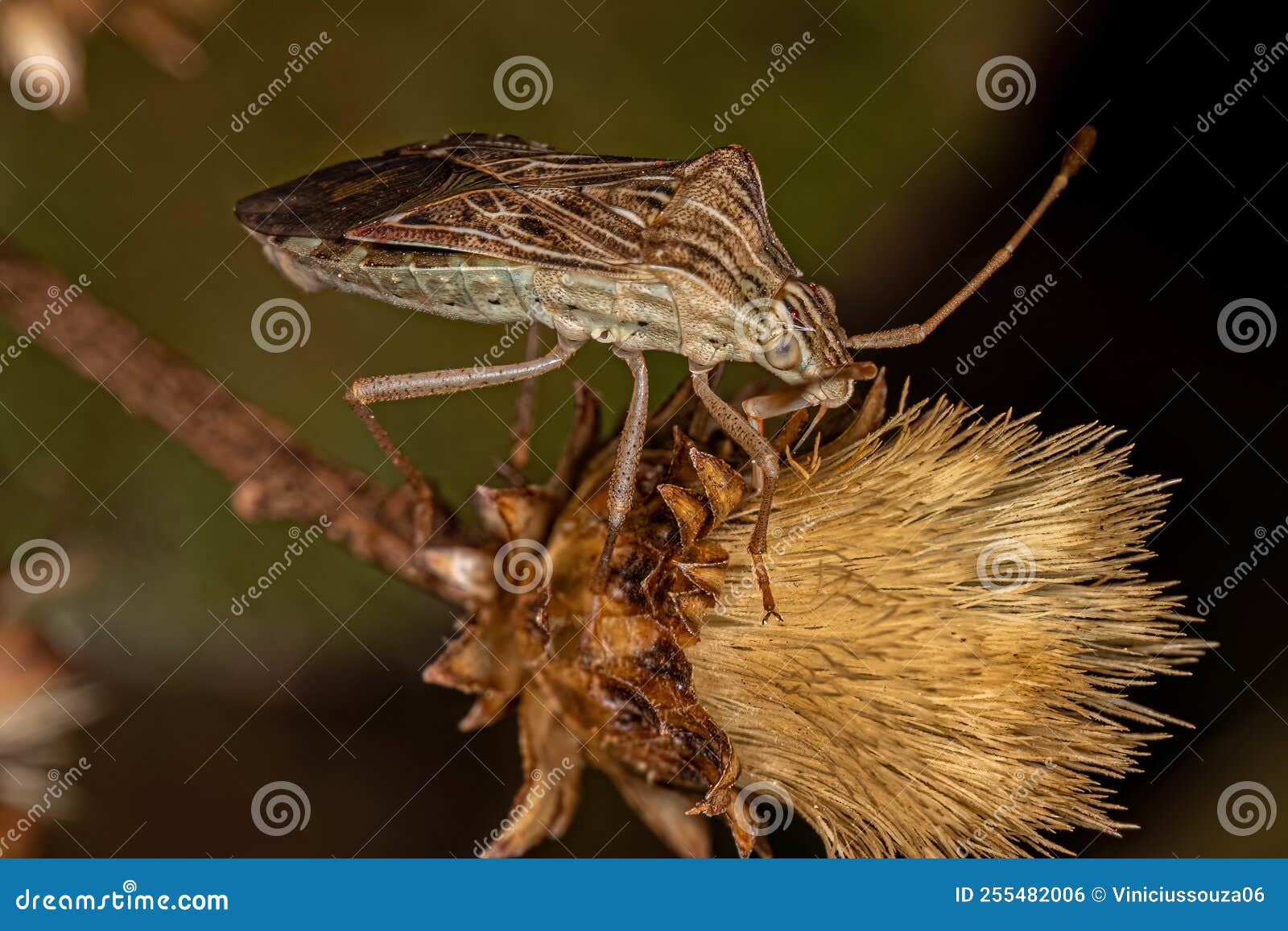 Percevejo adulto foto de stock. Imagem de praga, animal - 255482006