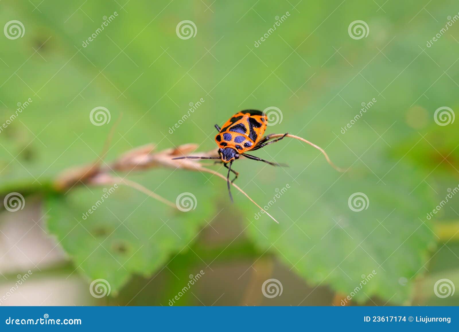 Percevejo fedorento foto de stock. Imagem de biologia - 23617174