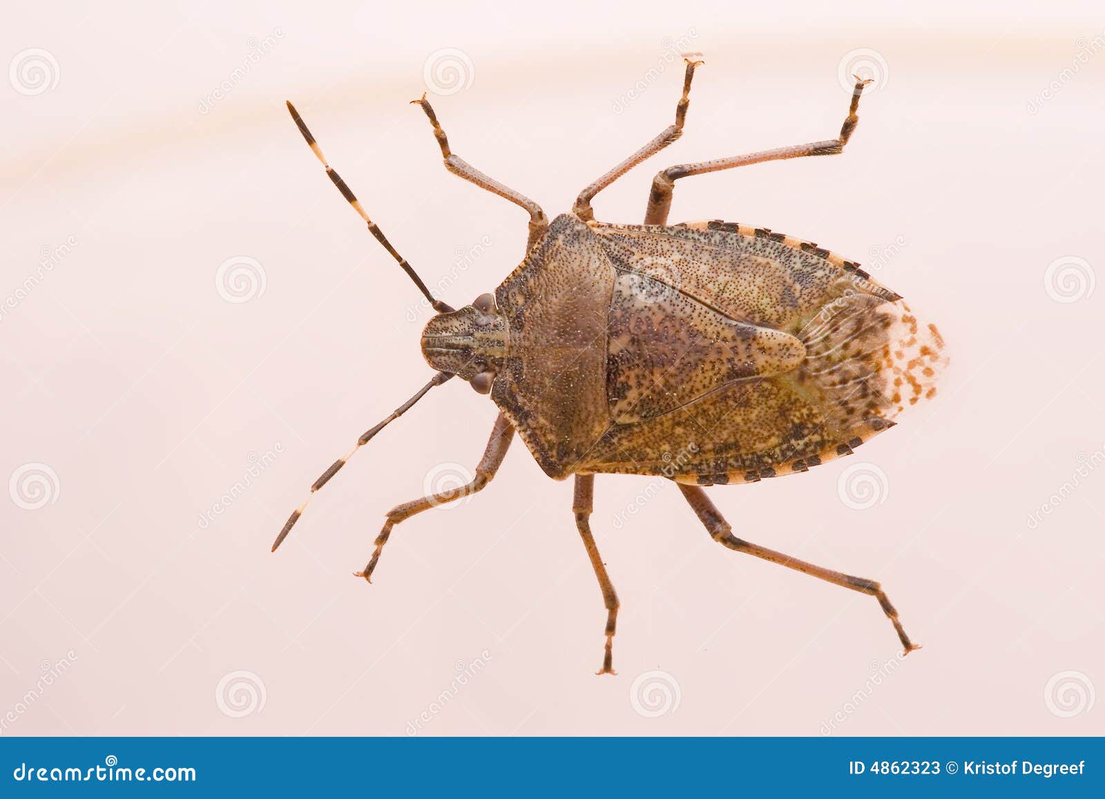 Percevejo fedorento imagem de stock. Imagem de inseto - 4862323