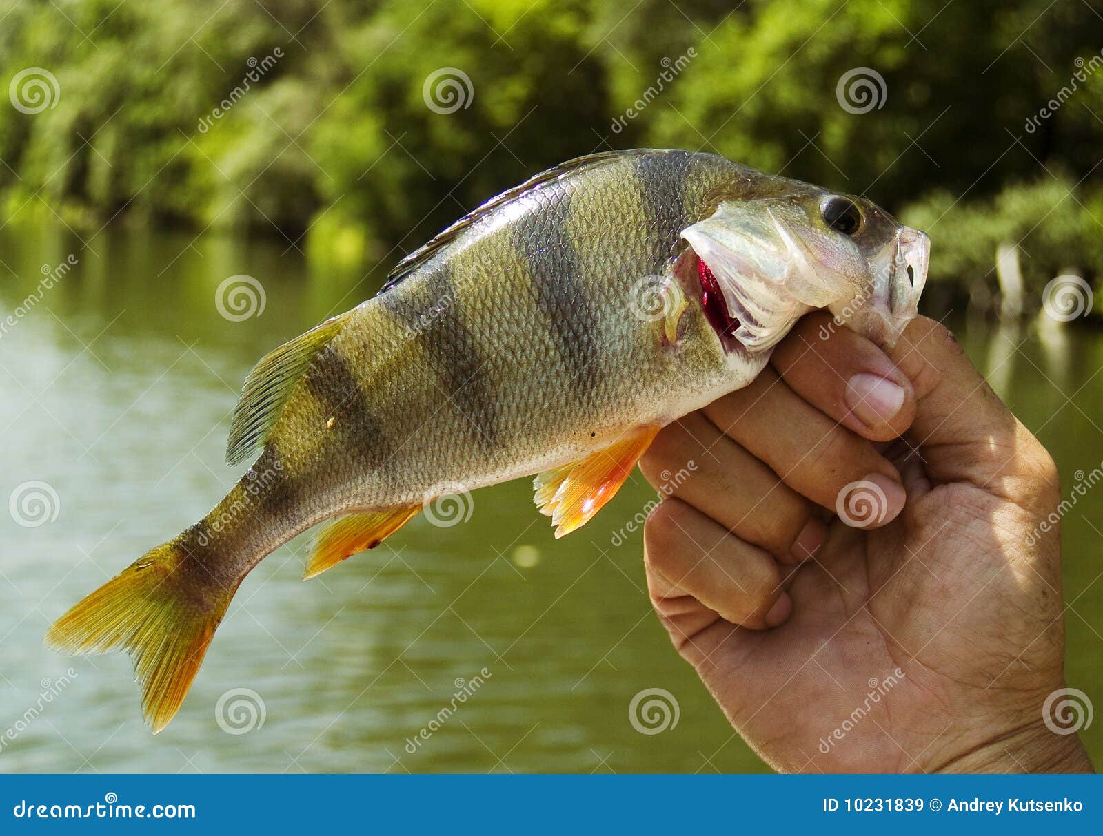 The perch stock image. Image of outdoor, river, hand - 10231839