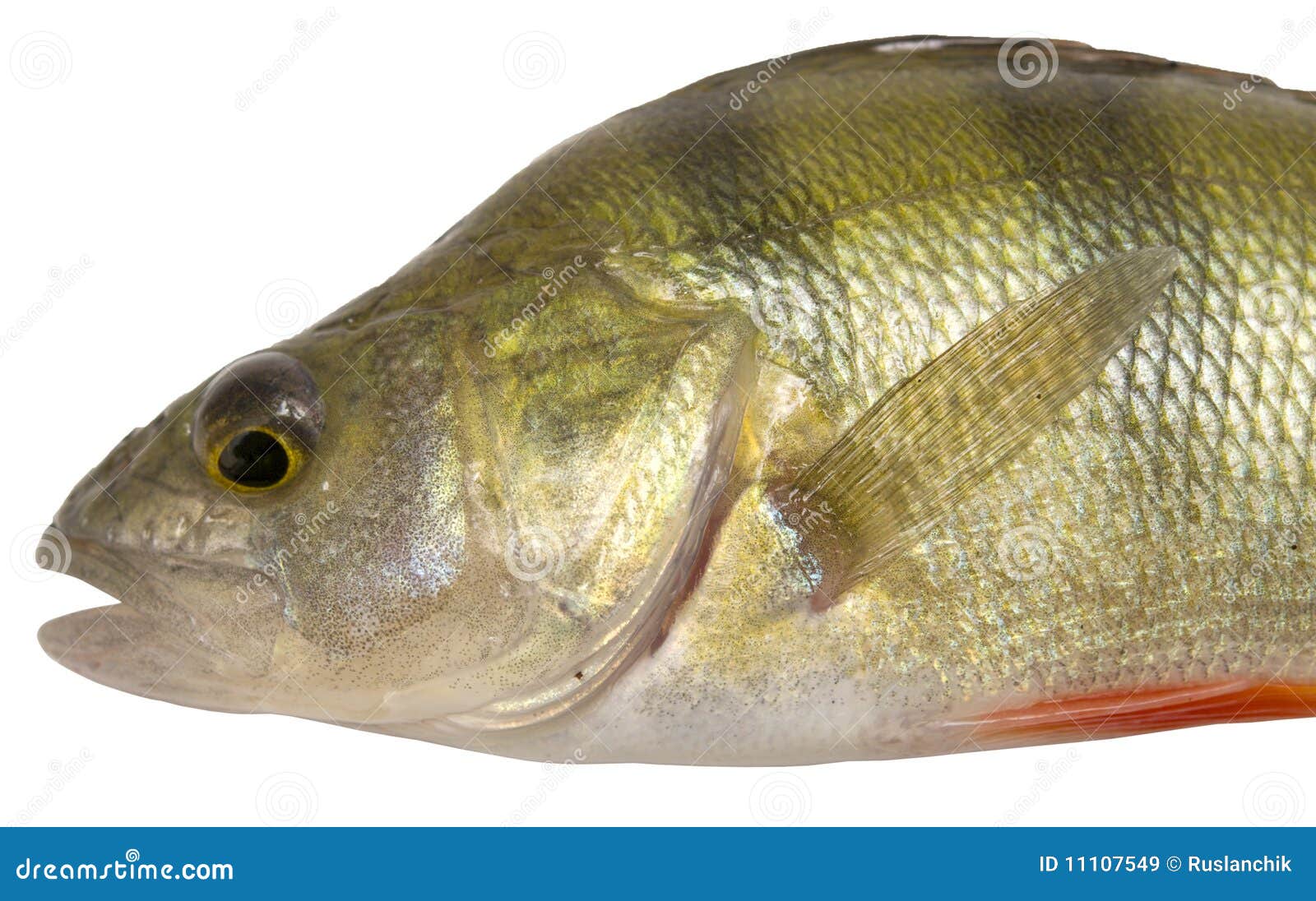 Perch stock image. Image of healthy, fishing, sample - 11107549