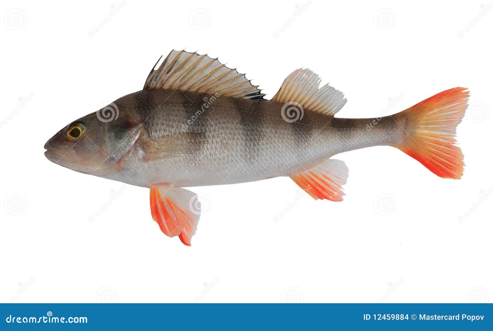 Perch stock photo. Image of nature, white, fins, striped - 12459884