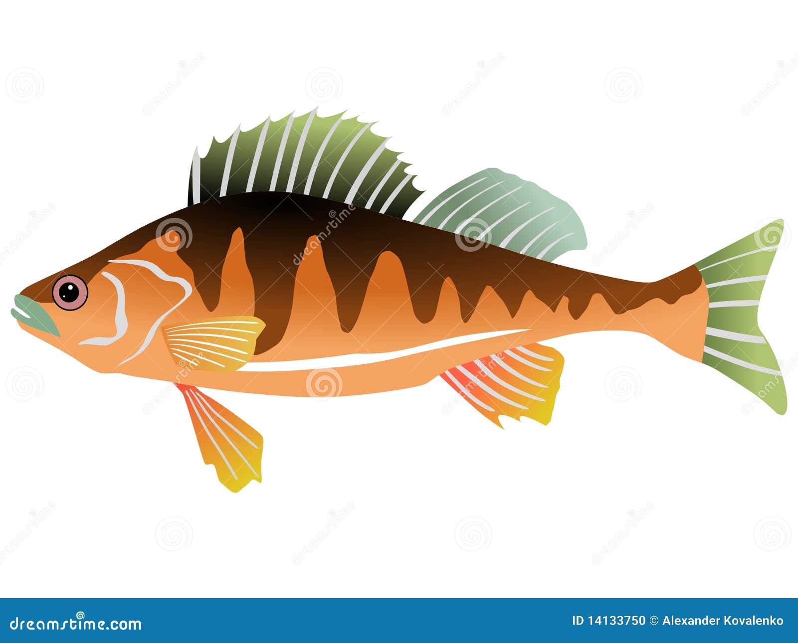 Perch Vector Illustration | CartoonDealer.com #14133750