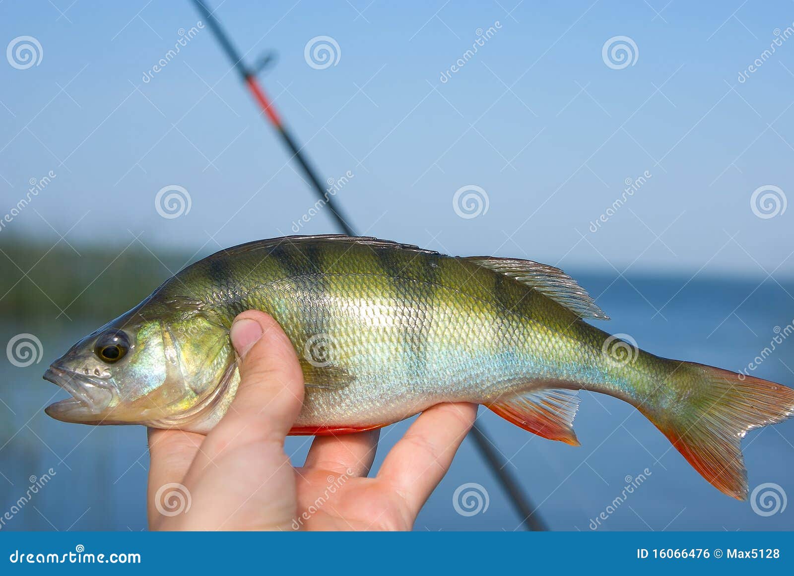 Perch stock photo. Image of fishing, water, pleasure - 16066476