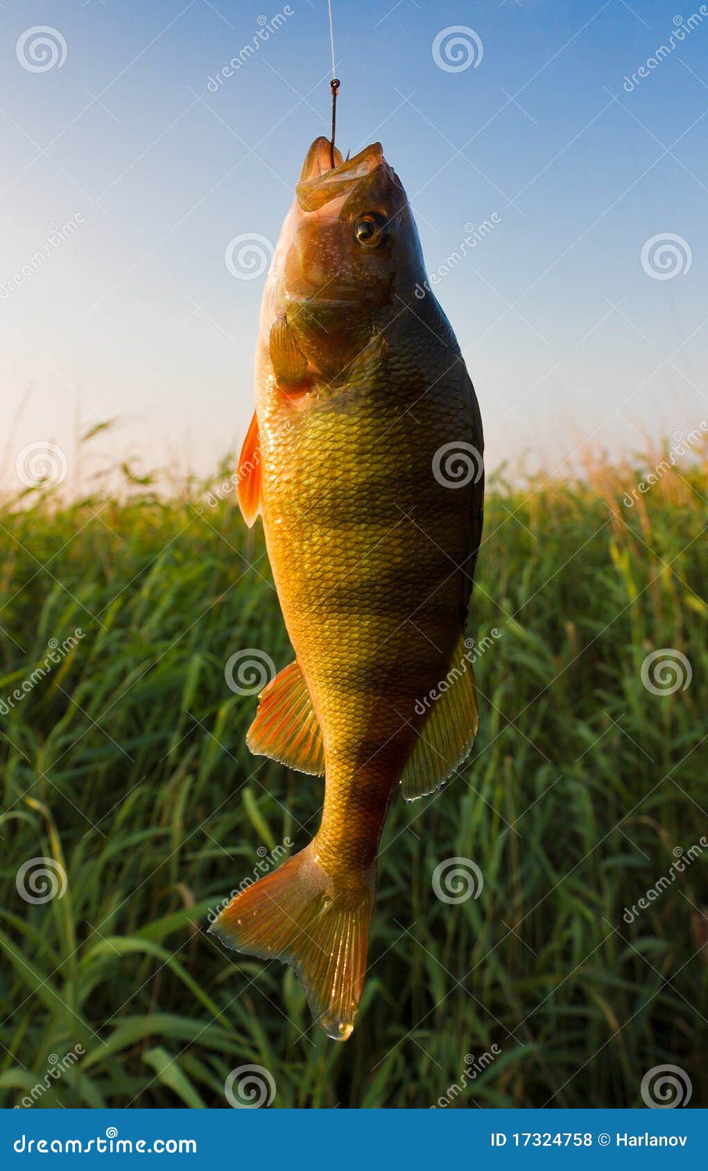 Perch stock photo. Image of grass, life, game, frozen - 17324758