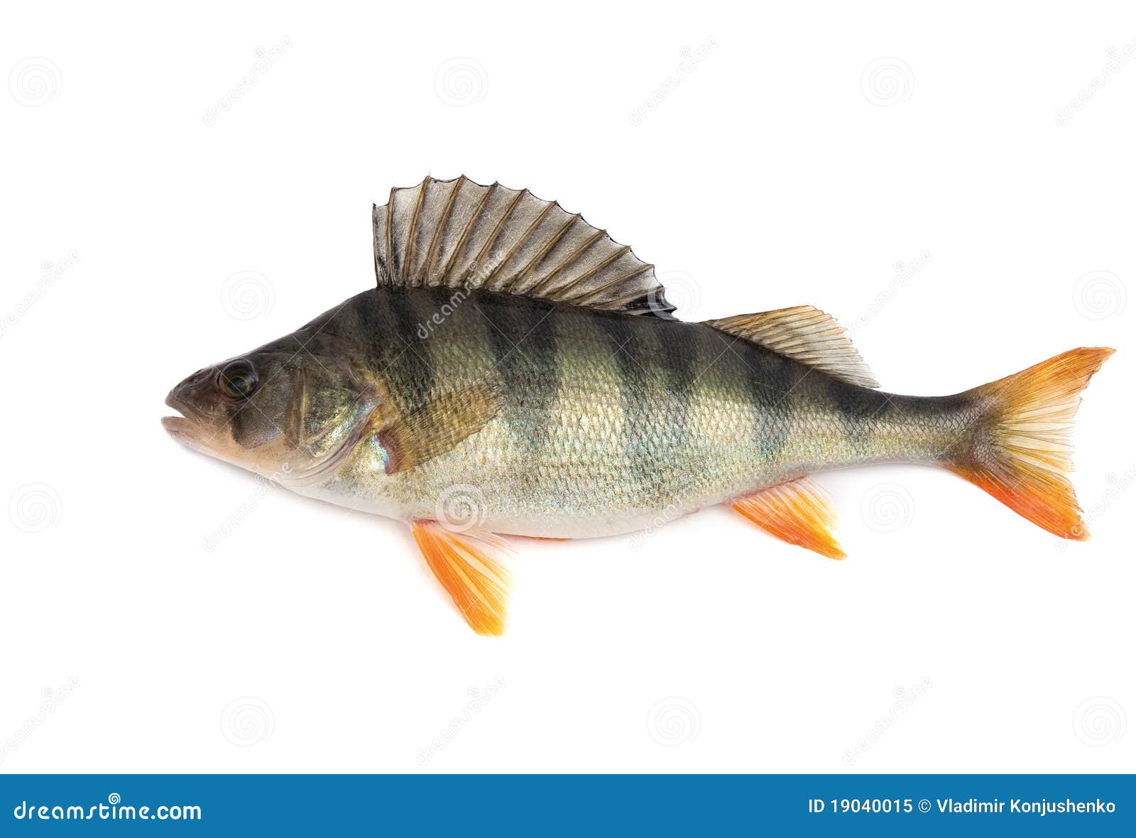 Perch stock image. Image of leisure, single, white, perch - 19040015