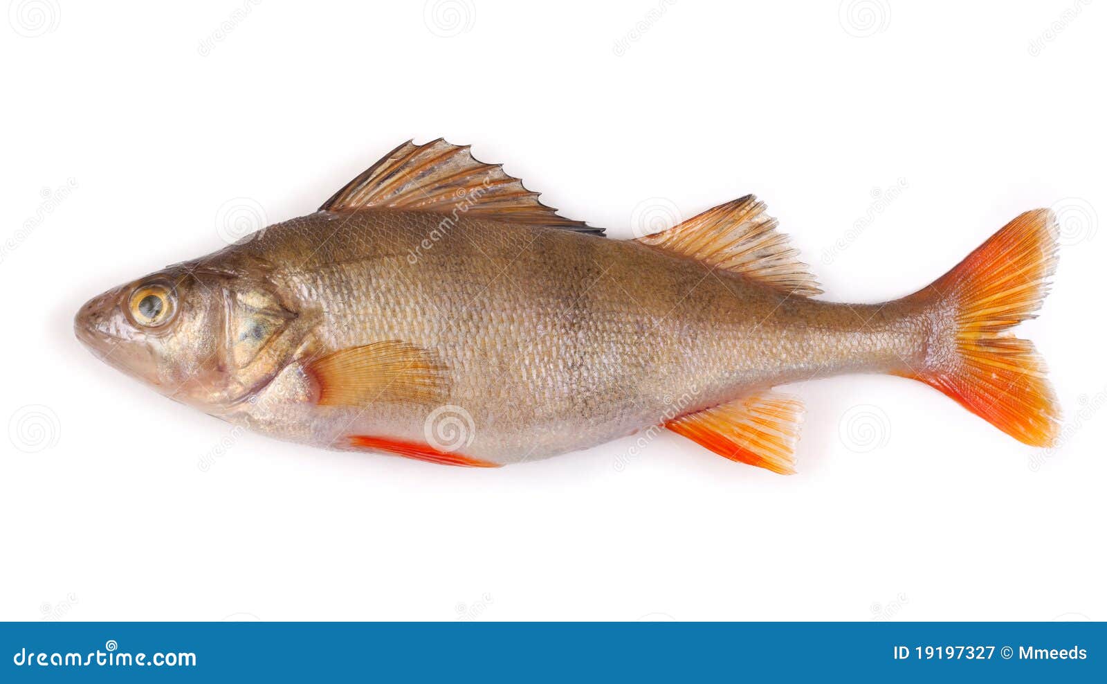 Perch stock image. Image of tail, head, closeup, nature - 19197327