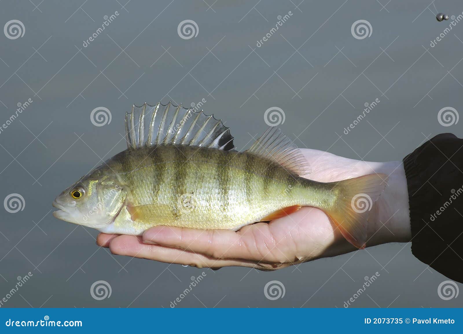 Perch stock image. Image of release, sport, hobby, result - 2073735