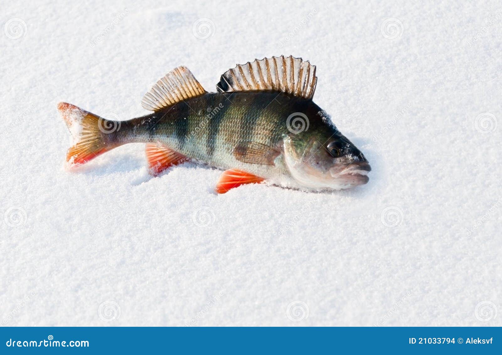 Perch stock photo. Image of vertebrate, fishing, fish - 21033794