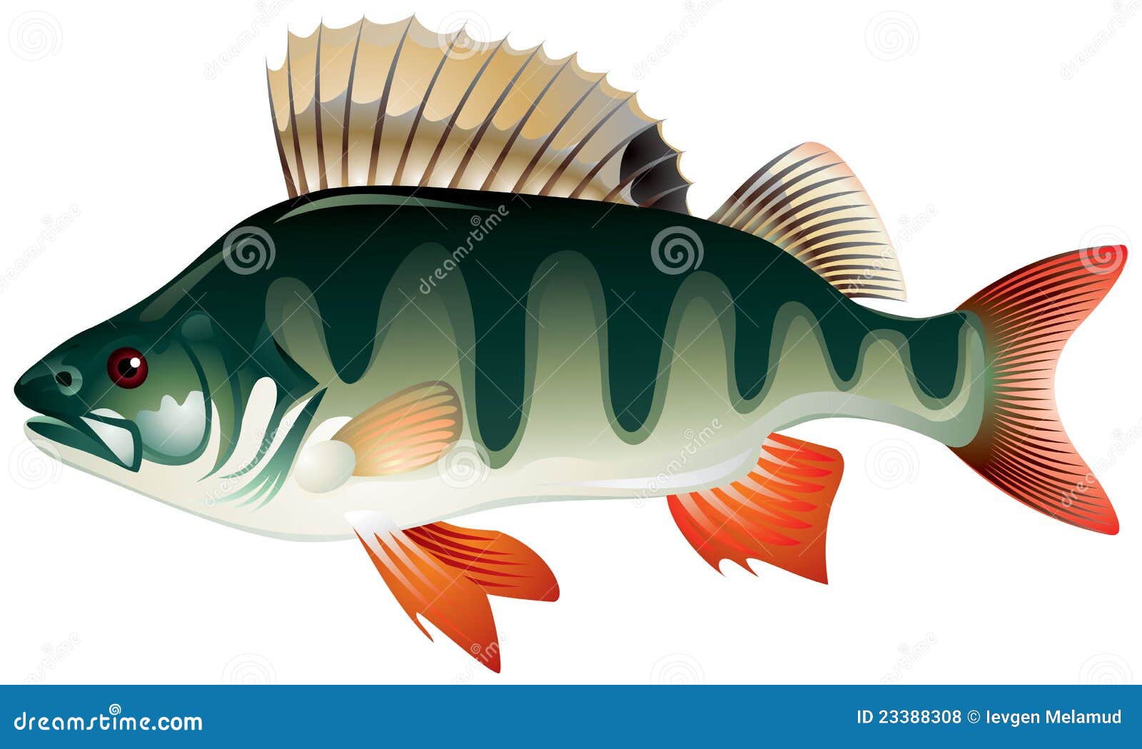 Perch Vector Illustration | CartoonDealer.com #23388308