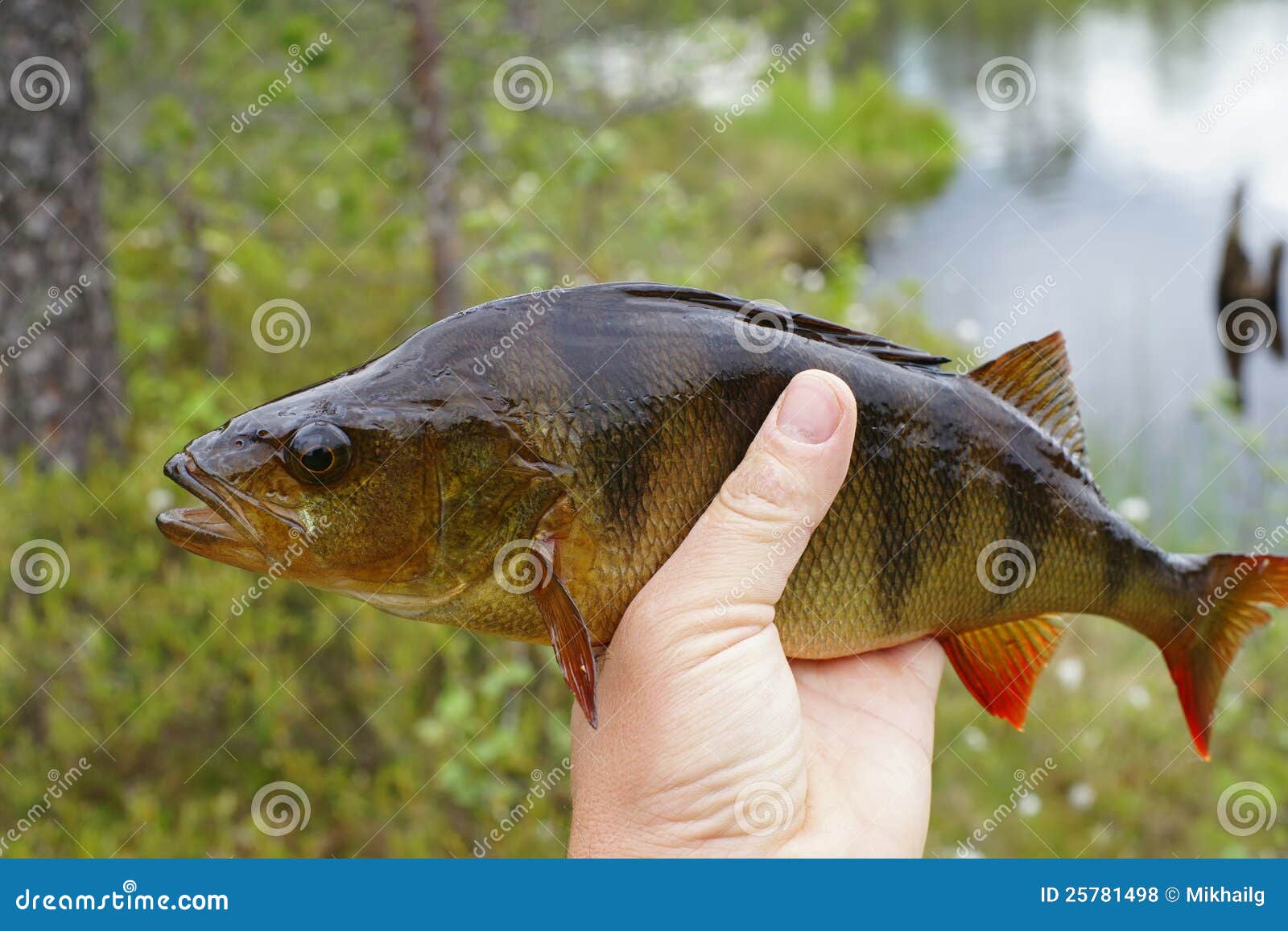 Perch stock photo. Image of wilderness, hand, catch, bait - 25781498