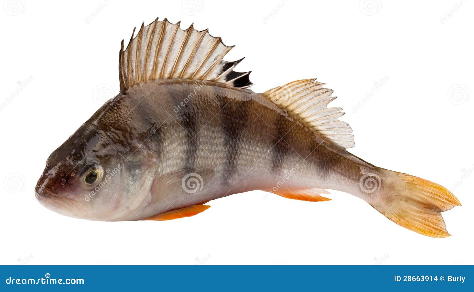 Perch stock photo. Image of closeup, macro, catch, perch - 28663914