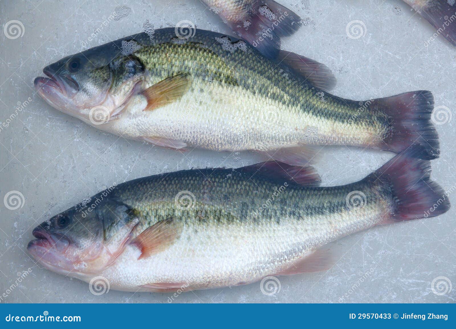 Perch stock image. Image of water, seabass, freshwater - 29570433