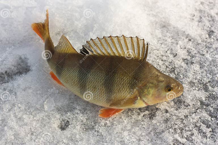 The perch stock image. Image of river, perch, water, activity - 8785511