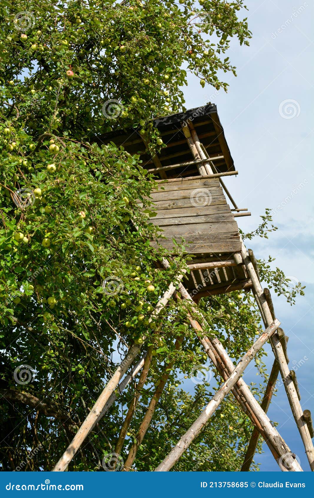 Perch on an apple tree stock image. Image of hunter - 213758685
