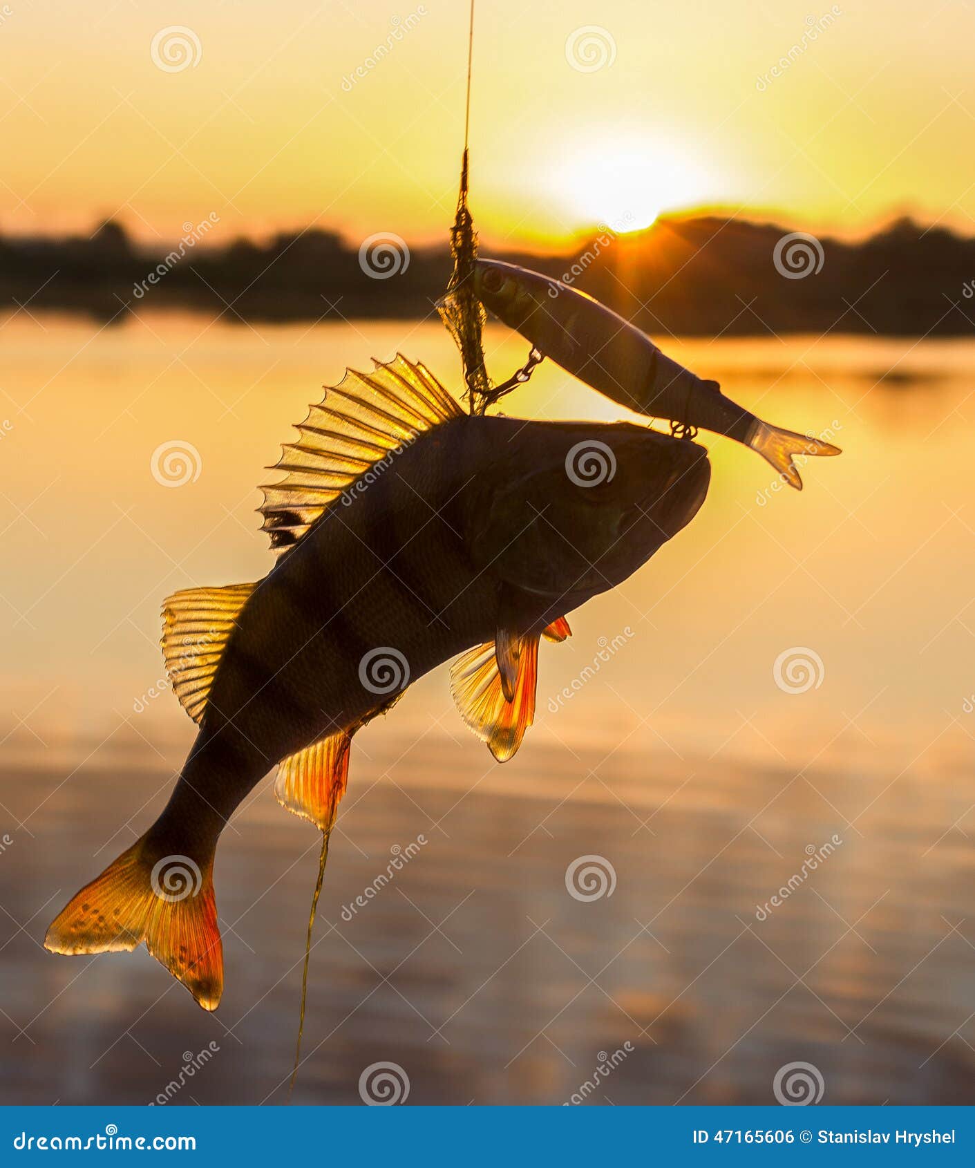 Perch and bait stock photo. Image of trophy, drops, life - 47165606