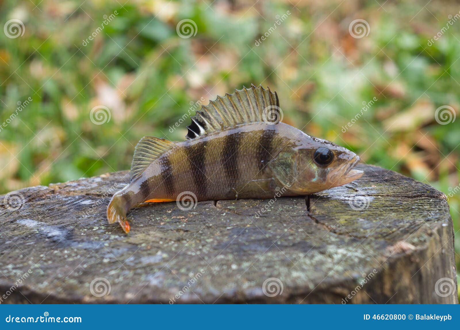 Perch stock photo. Image of caught, water, striped, world - 46620800