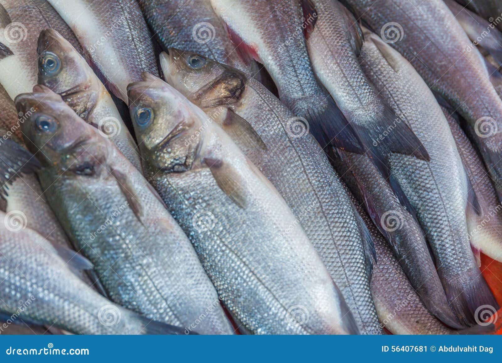 Perch on the bench stock image. Image of perch, sale - 56407681