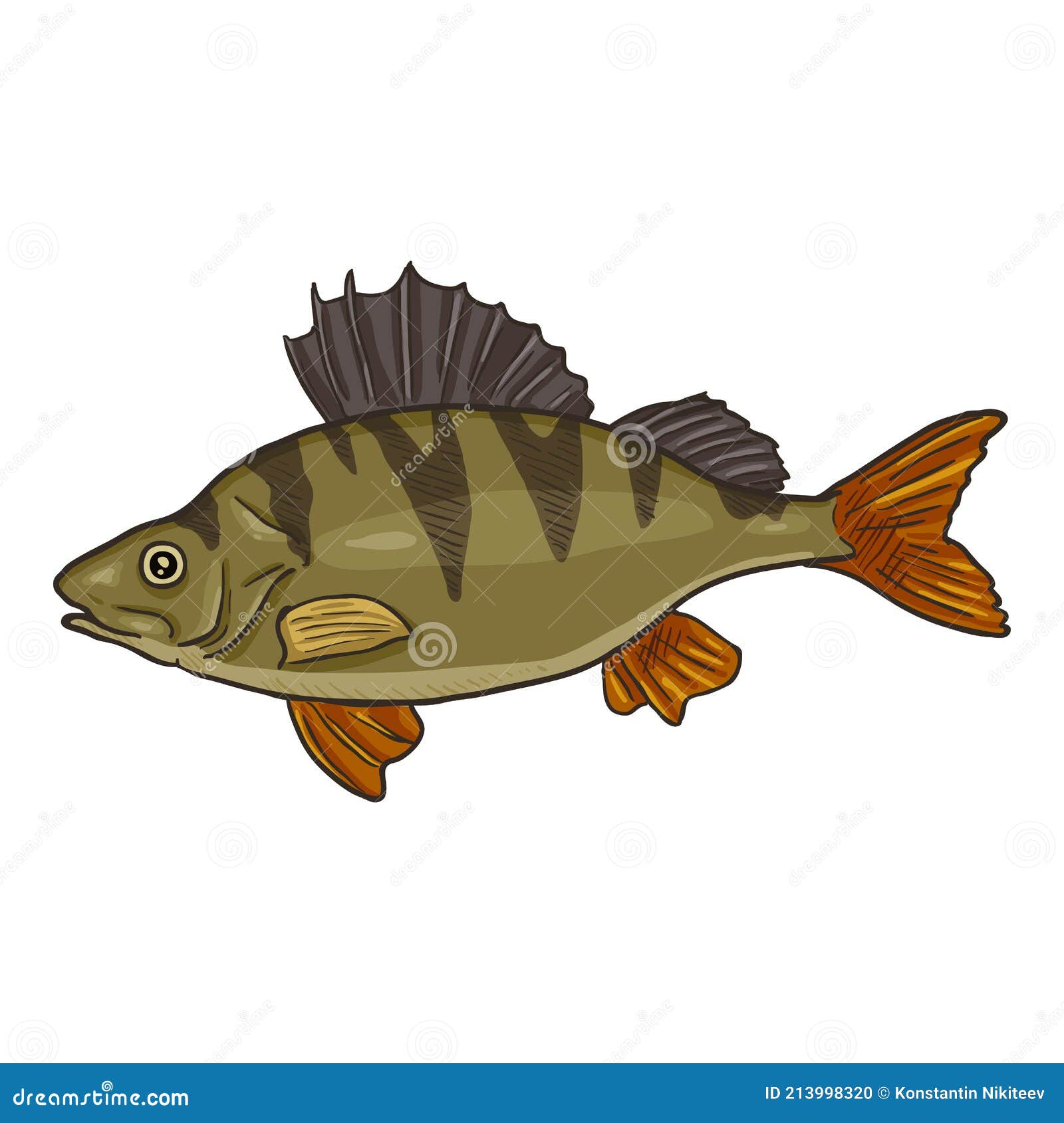 Perch Cartoon Fish Vector Illustration Stock Vector - Illustration of ...