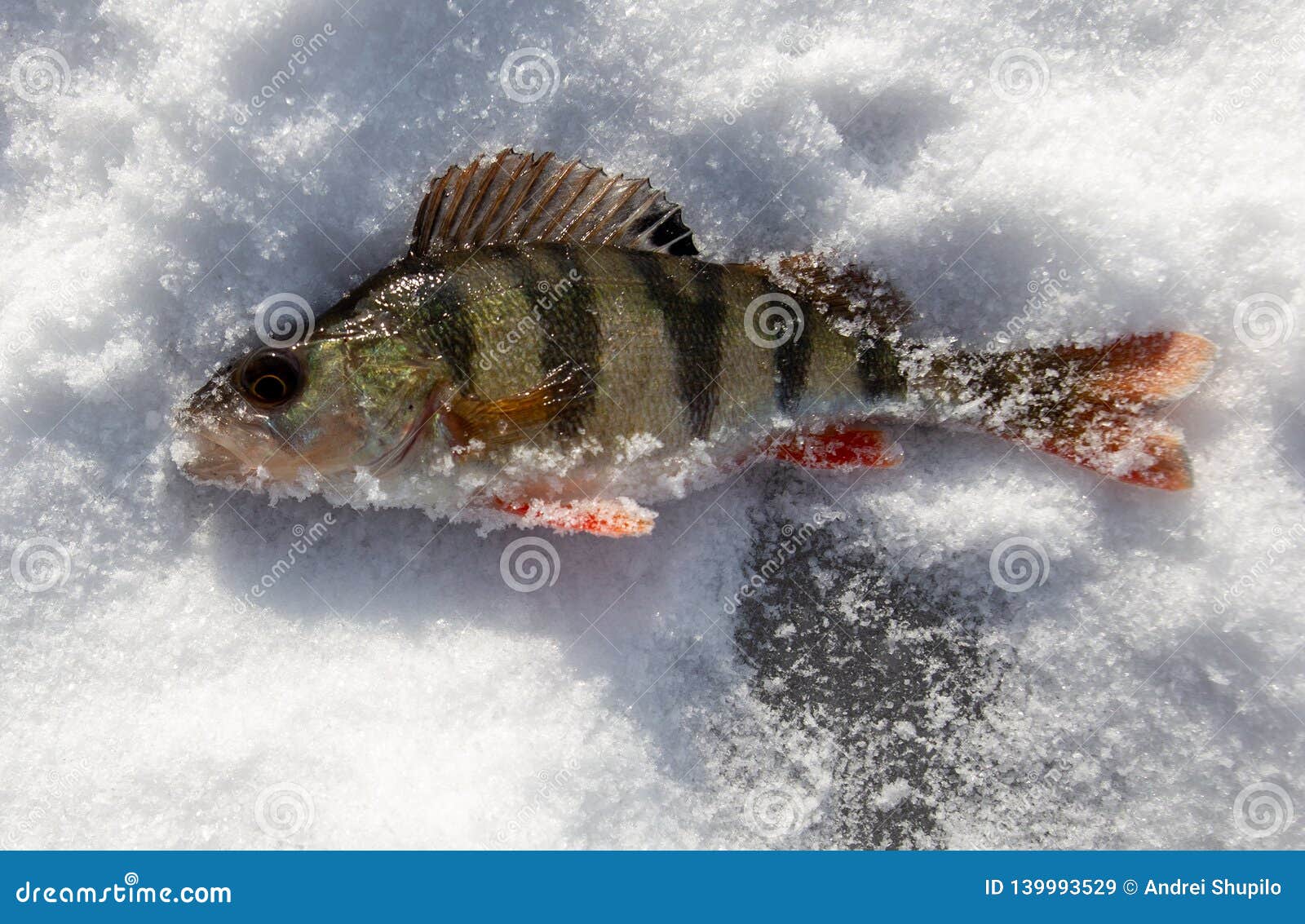 Perch Caught on a Bait with Ice in Winter Stock Image - Image of animal ...